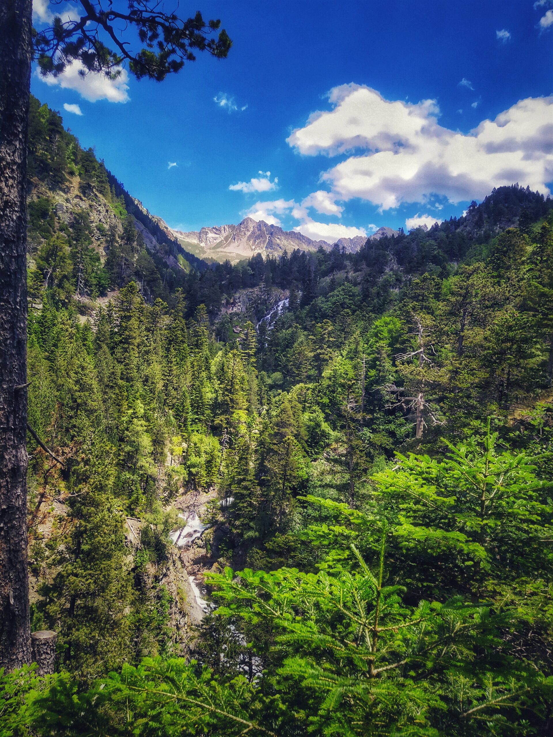 Inmersiones en el bosque y paseos sensoriales en el Día de los Bosques